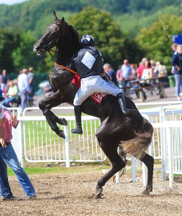 Cork Tikkanen Express Gives Jockey Philip Editorial Stock Photo - Stock ...