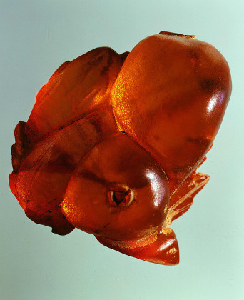 Amber Fruit Roman 1st Century Ad Editorial Stock Photo - Stock Image ...