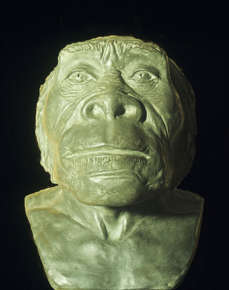 5 Pithecanthropus Stock Pictures, Editorial Images and Stock Photos ...