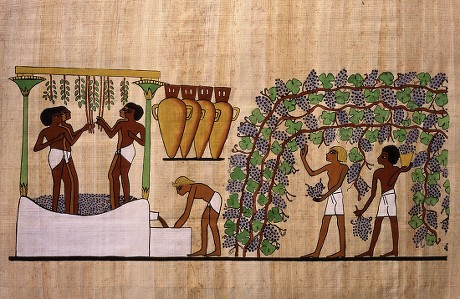 Harvesting Pressing Grapes Papyrus After Fresco Editorial Stock Photo ...