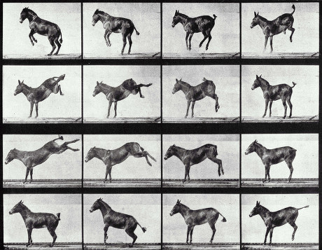 250 Muybridge Stock Pictures, Editorial Images and Stock Photos ...