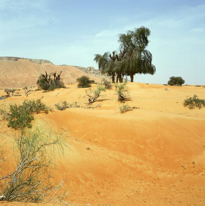 United Arab Emirates Desert Trees United Editorial Stock Photo - Stock ...