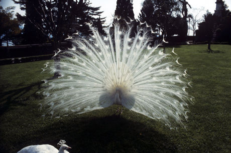 Rare White Peacock Lake Magorie Italy Editorial Stock Photo - Stock ...