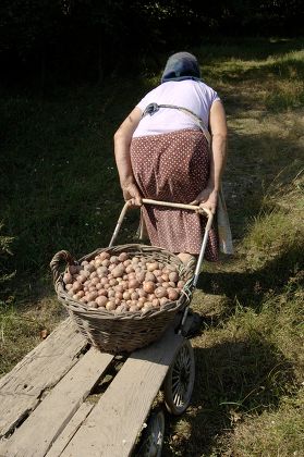 Old Woman Pulls Her Crop Potatoes Editorial Stock Photo - Stock Image ...