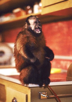Monkey Shines 1988 Editorial Stock Photo - Stock Image | Shutterstock