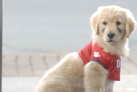 Snow Buddies 2008 Editorial Stock Photo - Stock Image | Shutterstock