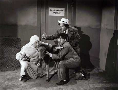 250 Moe howard Stock Pictures, Editorial Images and Stock Photos ...