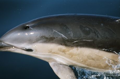 Common Dolphin Delphinus Delphis Showing Large Editorial Stock Photo ...