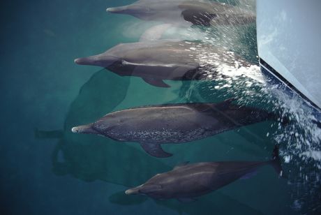 Pod Atlantic Spotted Dolphins Stenella Frontalis Editorial Stock Photo ...