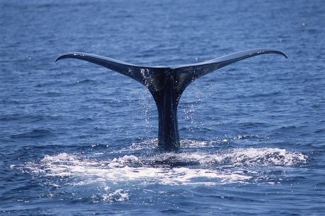 29 Fluking Stock Pictures, Editorial Images and Stock Photos | Shutterstock