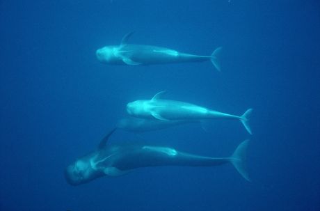 59 Macrorhynchus Stock Pictures, Editorial Images and Stock Photos ...