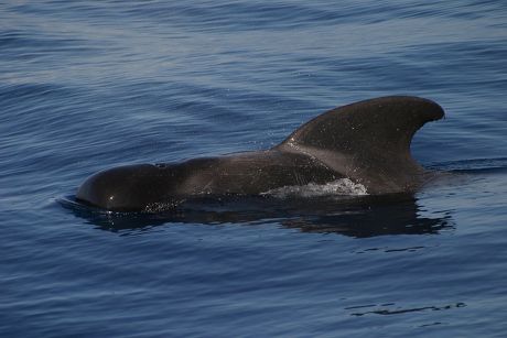 Shortfinned Pilot Whale Surfacing Globicephala Macrorhynchus Editorial ...