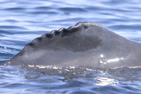 Adult Sperm Whale Physeter Macrocephalus Dorsal Editorial Stock Photo ...