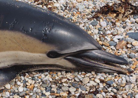 Stranded Dolphin Has Been Found Recorded Editorial Stock Photo - Stock ...