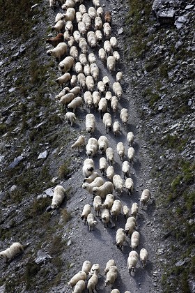 Sheep Making Their Way On Gemmi Editorial Stock Photo - Stock Image ...