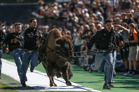 Colorado Buffaloes Wide Receiver Devin Ross Editorial Stock Photo ...