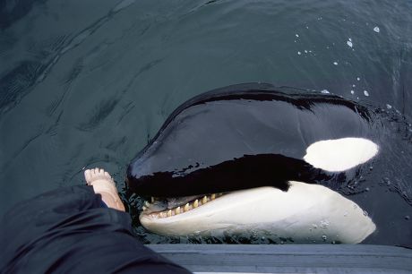 Orca Killer Whale Orcinus Orca Luna Editorial Stock Photo - Stock Image ...