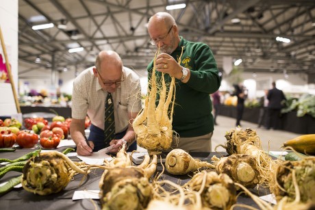Judging Begins Giant Vegetable Competition Editorial Stock Photo ...