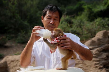Forest Ranger Kuang Baby Monkey Editorial Stock Photo - Stock Image ...