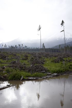 Pine Forest Signs Deforestation Tatras Mountains Editorial Stock Photo ...