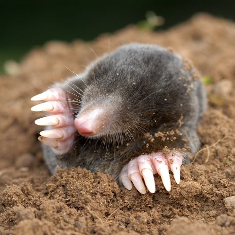 62 Common mole Stock Pictures, Editorial Images and Stock Photos ...