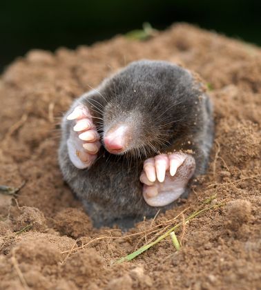 62 Common mole Stock Pictures, Editorial Images and Stock Photos ...
