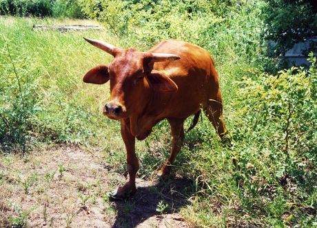 74 Cow legs Stock Pictures, Editorial Images and Stock Photos ...