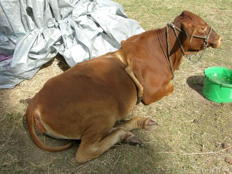 74 Cow legs Stock Pictures, Editorial Images and Stock Photos ...