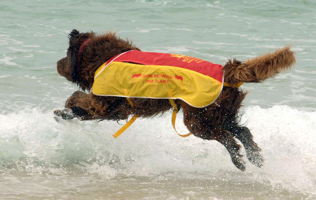 Bilbo Lifeguard Dog Patrolling Beach Editorial Stock Photo - Stock ...