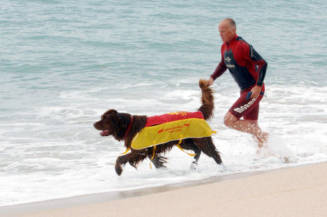 42 Lifeguard dog Stock Pictures, Editorial Images and Stock Photos ...