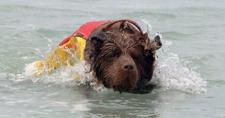 42 Lifeguard dog Stock Pictures, Editorial Images and Stock Photos ...