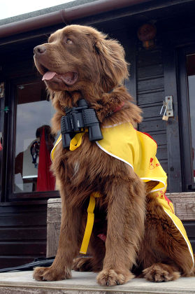 Bilbo Lifeguard Dog Patrolling Beach Editorial Stock Photo - Stock ...