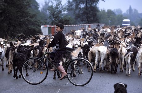 6 Boy herding goats Stock Pictures, Editorial Images and Stock Photos ...