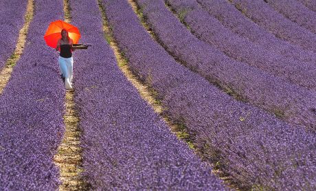 Lordington lavander farm, West Sussex, Britain - 16 Jul 2006 Stock ...