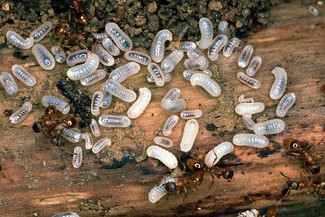 Red Ants Larvae Myrmica Rubra Editorial Stock Photo - Stock Image ...