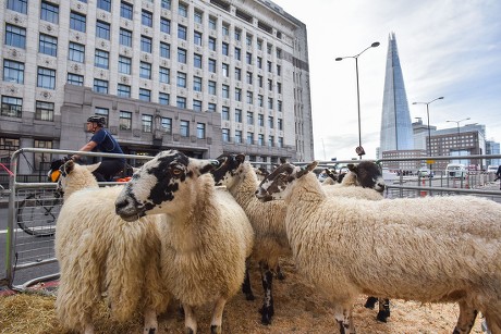 Sheep drive across London Bridge, London, UK. - 25 Sep 2016. Stock ...