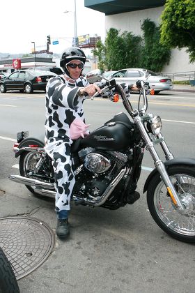 Cows On Motorcycles Editorial Stock Photo - Stock Image | Shutterstock