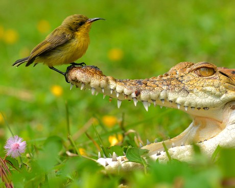 Bird Crocodile Editorial Stock Photo - Stock Image | Shutterstock