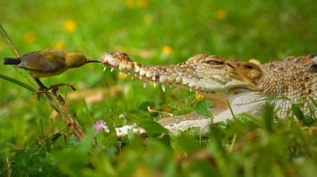 Bird Crocodile Editorial Stock Photo - Stock Image | Shutterstock