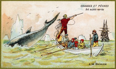 Whaling Imagery France C 1900 Editorial Stock Photo - Stock Image ...