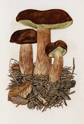 Bay Bolete Boletus Badius Illustration Das Editorial Stock Photo ...