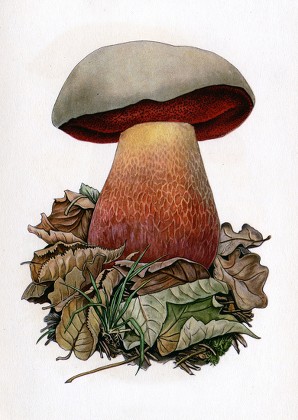 Devils Bolete Satans Mushroom Boletus Satanas Editorial Stock Photo ...