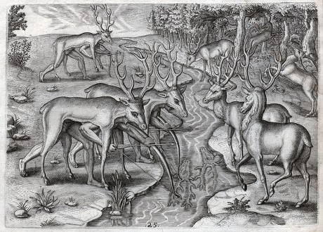 Timucua Indians Hunting Deer Engraving By Editorial Stock Photo - Stock ...