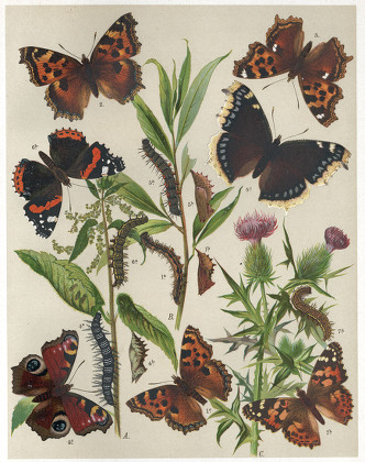 Butterflies Vanessa Polygonia Genus Nymphalidae Family Editorial Stock ...