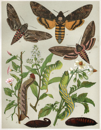 Butterflies Acherontia Genus Sphingidae Family Deaths Editorial Stock ...