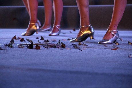 Released butterflies crushed during performance, Binzhou, Shandong ...