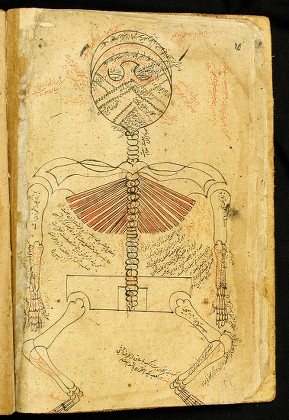 Anatomical Illustration Showing Skeleton Arabic Manuscript Editorial ...
