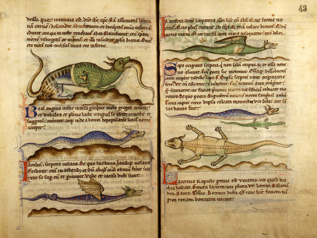 Imaginary Reptiles Manuscript Illumination Late 13th Editorial Stock ...