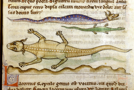 Imaginary Reptiles Dragons Manuscript Illumination Late Editorial Stock ...