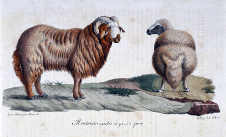 Zoological Drawing Various Sheep Long Tails Editorial Stock Photo ...